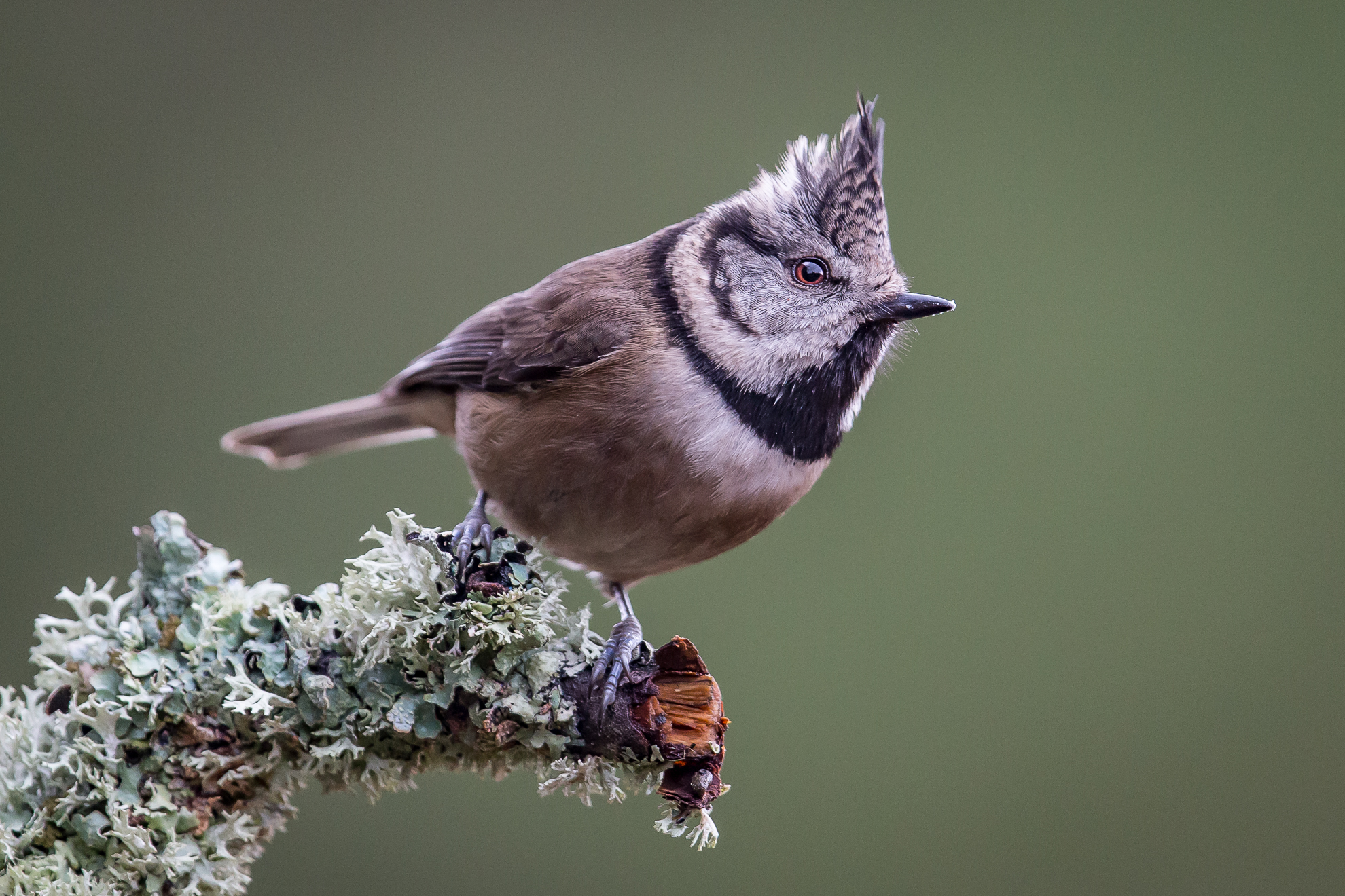 Roger Stewart's Gallery - Stirling & District Camera Club